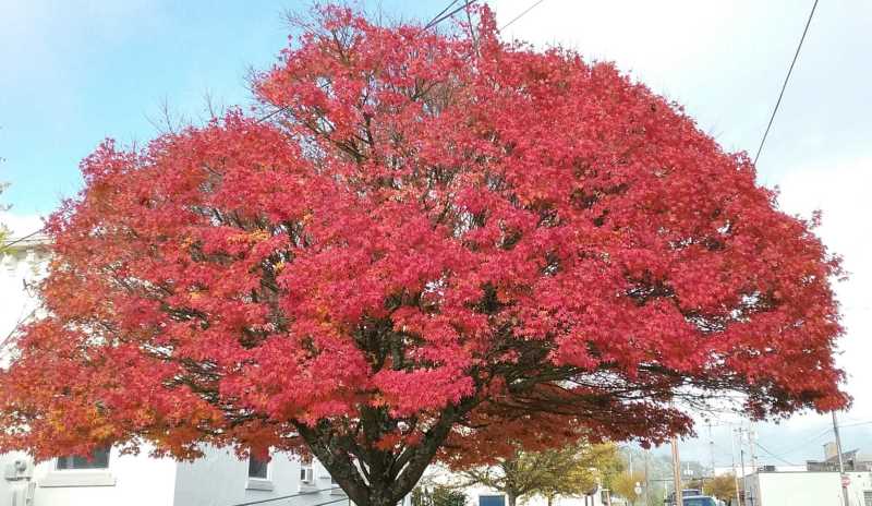 CITY OF MYRTLE POINT - Community Profile